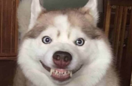 15 Ridiculous Husky Memes - The Dogman