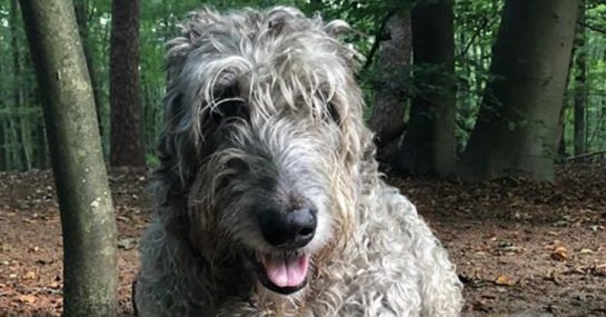 14 Things That Make Your Irish Setter Happy - The Dogman