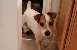 15 Funny Jack Russell Memes To Make Your Day! - The Dogman