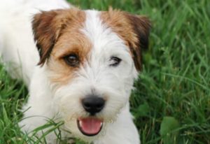 15 Funny Jack Russell Memes To Make Your Day! - The Dogman