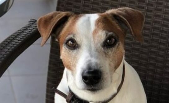 16 Pictures That Prove Jack Russells Are Perfect Weirdos - The Dogman