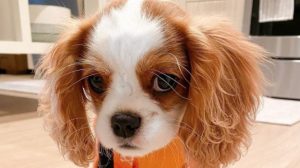 15 Best Cavalier King Charles Spaniel Memes - The Dogman