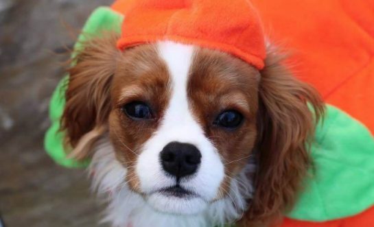 15 Best Cavalier King Charles Spaniel Memes - The Dogman