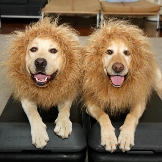 15 Funny Pictures Showing How Labradors Spend Halloween Night - The Dogman