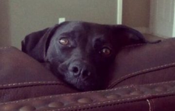 16 Funniest Labrador Memes So You Don't Be Sad - The Dogman