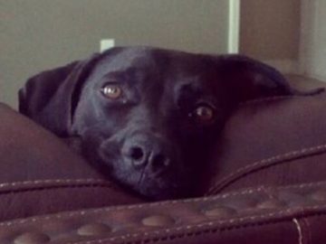 14 Signs You Are A Crazy Labrador Person | The Dogman