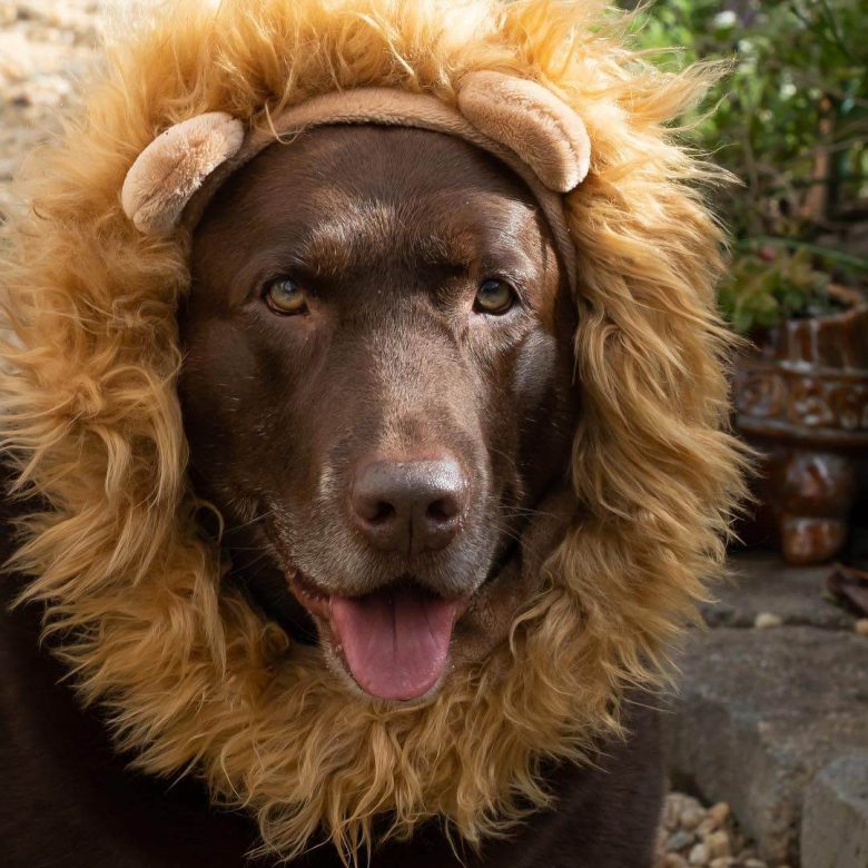 15 Pics That Prove Labrador Dogs Always Win At Halloween - The Dogman