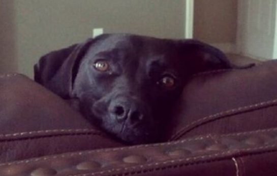 16 Best Labrador Retriever Memes to Set the Mood - The Dogman