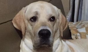 16 Best Labrador Memes to Raise Our Mood - The Dogman