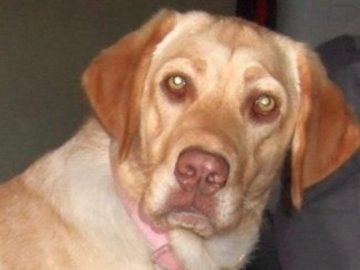 14 Signs You Are A Crazy Labrador Person | The Dogman