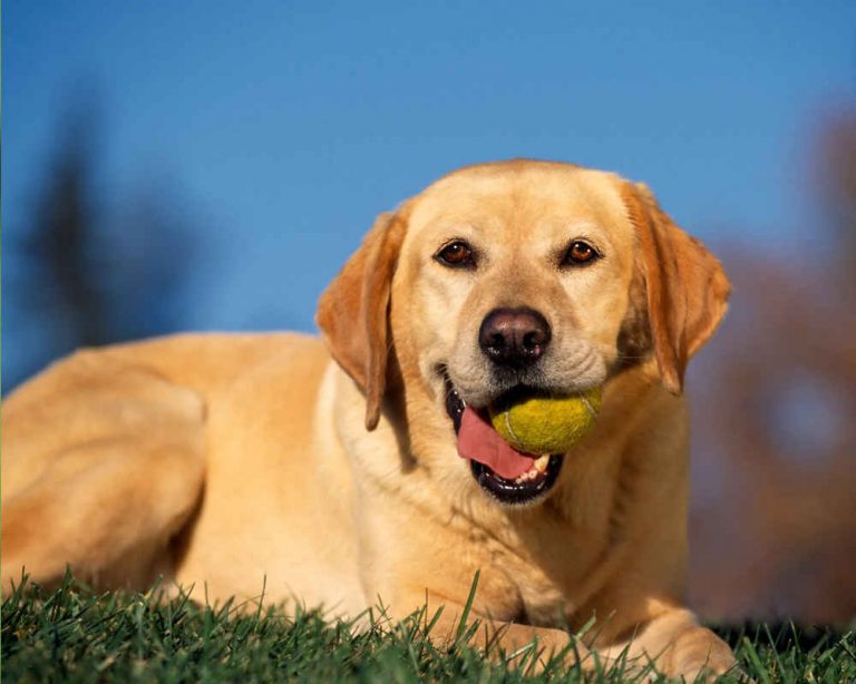 90+ Best Labrador Dog Names With Meanings - The Dogman