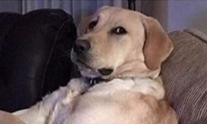 16 Best Labrador Memes to Set the Mood - The Dogman