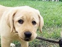 14 Signs You Are A Crazy Labrador Person | The Dogman