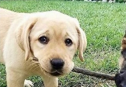 16 of the Greatest Labrador Memes on the Internet - The Dogman