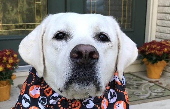 15 Pics That Prove Labradors Always Win At Halloween - The Dogman