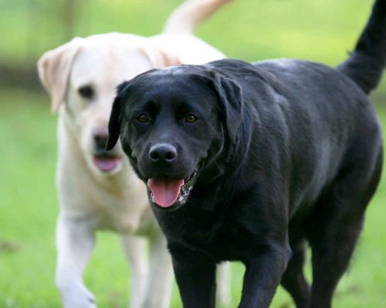 90+ Best Labrador Dog Names With Meanings - The Dogman