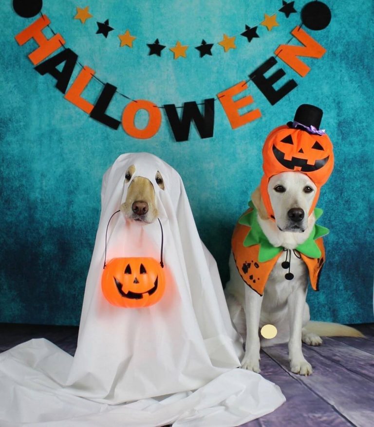15 Pics That Prove Labradors Always Win At Halloween - The Dogman