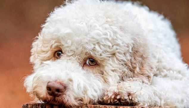 12 Things Lagotto Romagnolo Dogs Do That Drive Us Nuts - The Dogman