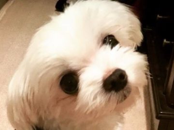 15 Interesting Facts About Malteses | The Dogman