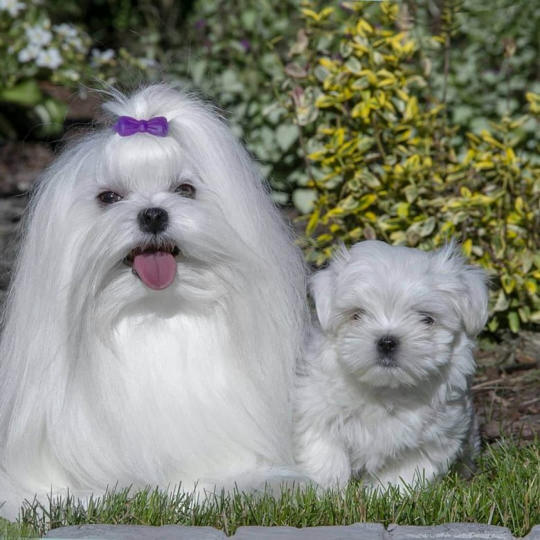 15 Amazing Facts About Malteses You Probably Never Knew - Page 2 of 5 ...