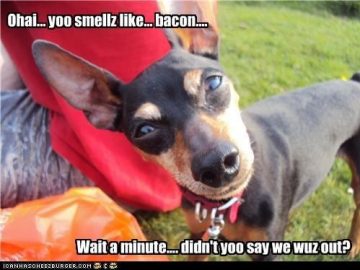 15 Hilarious Miniature Pinscher Memes Will Make Your Day - Page 4 of 5 ...