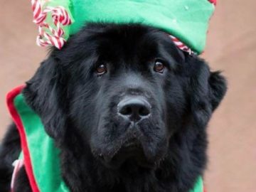 14 Amazing Facts About Newfoundland Dogs You Probably Never Knew | The ...