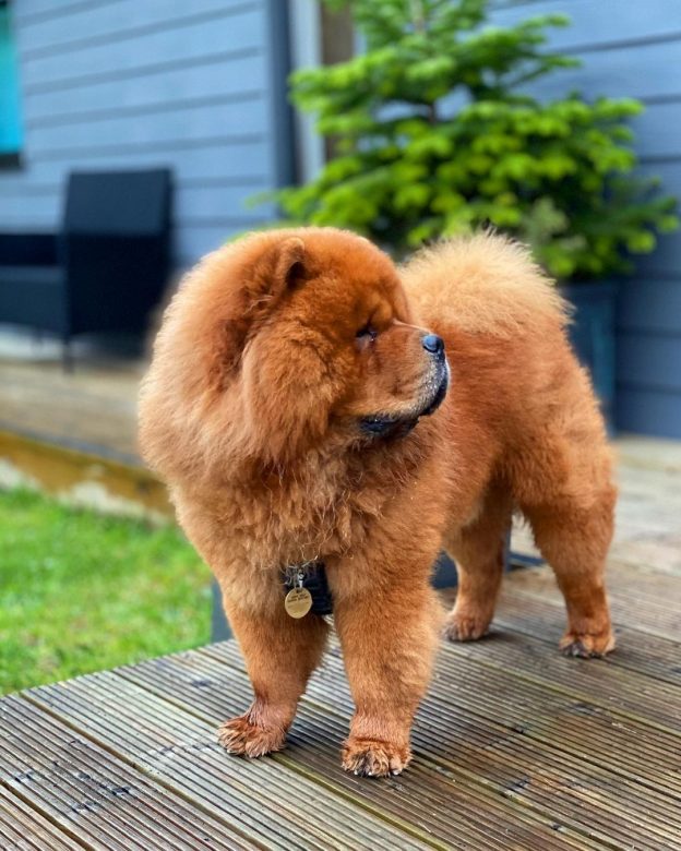 14 Things Chow Chow Owners Must Never Forget - The Dogman