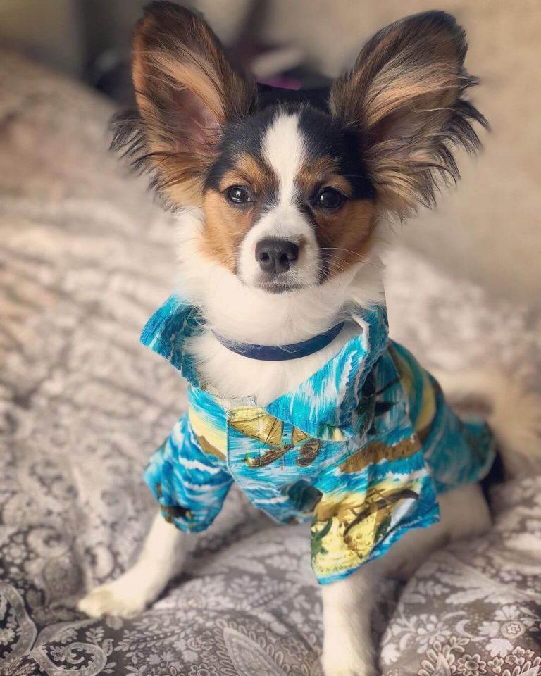 15 Amazing Facts About Papillons You Probably Never Knew - The Dogman