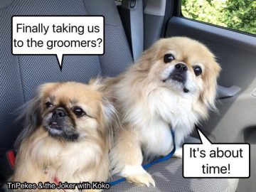 15 Hilarious Рekingese Memes to Get You Through Life - The Dogman