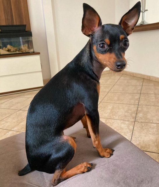 12 Things Miniature Pinscher Dogs Do That Drive Us Nuts - Page 3 of 4 ...