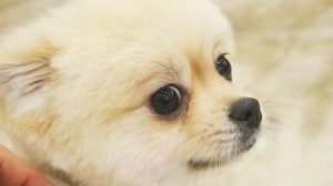 16 Best Pomeranian Memes So You Don't Be Sad - The Dogman