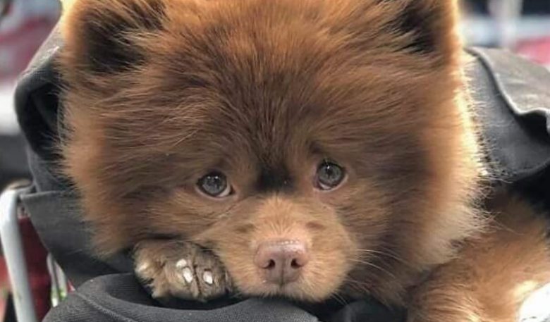 16 Pomeranian Memes That Will Keep You Laughing For Hours - The Dogman