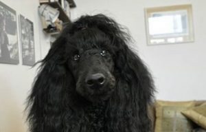 15 Mastiff Memes That Will Make Your Day - The Dogman