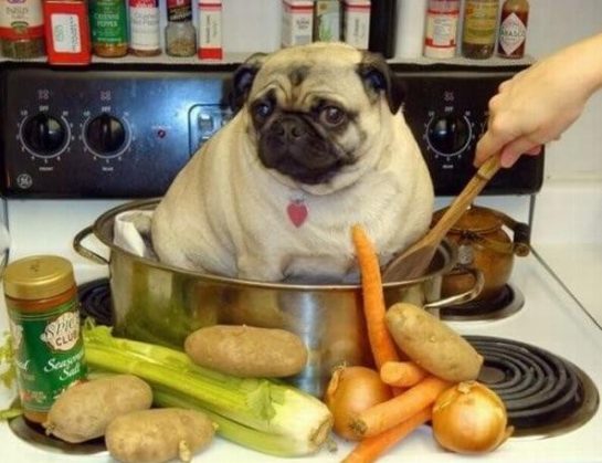 The 18 Saddest Pugs You've Ever Seen - The Dogman