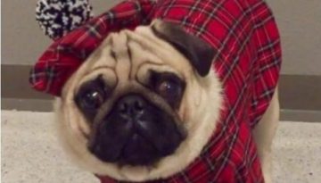 16 Best Pug Memes - The Dogman
