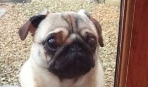 16 Best Pug Memes - The Dogman