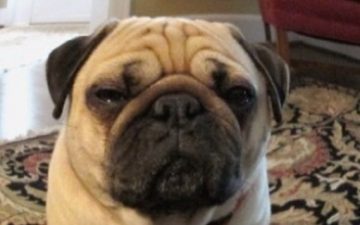 16 Funny Pug Memes - The Dogman