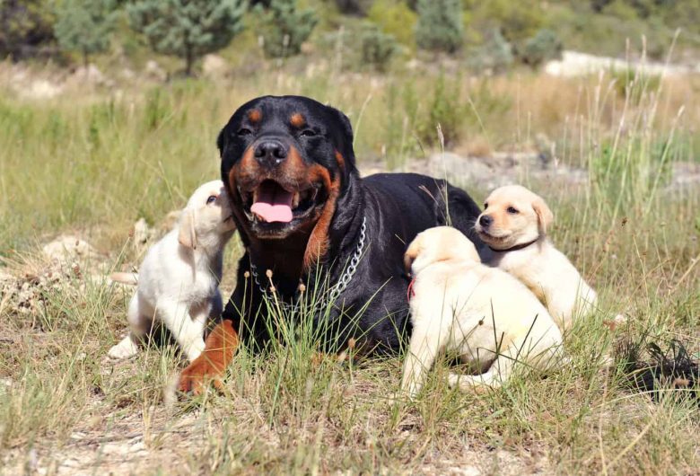 14 Adorable Pictures Of Rottweilers Living Together With Other Pets ...