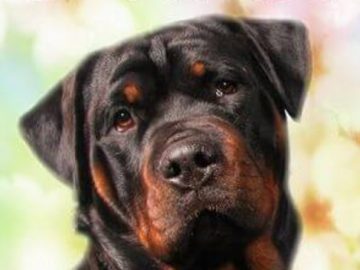 14 Things You Didn't Know About the Rottweiler | The Dogman