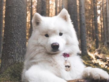 15 Realities That New Samoyed Owners Must Accept | The Dogman