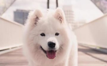 The Dogman: The Place for Dog Owners and Lovers