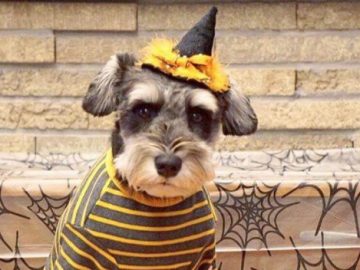 Miniature Schnauzer Dog Breed Information | The Dogman