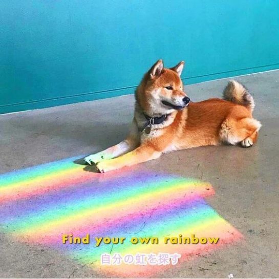15 Best Shiba Inu Memes of All Time - Page 2 of 5 - The Dogman