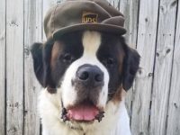 14 Amazing Facts About The St. Bernard | The Dogman