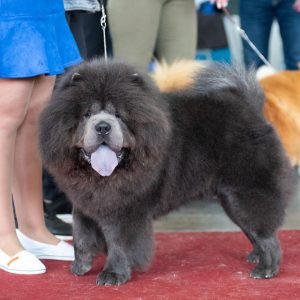 12 Facts About Chow Chows - The Dogman