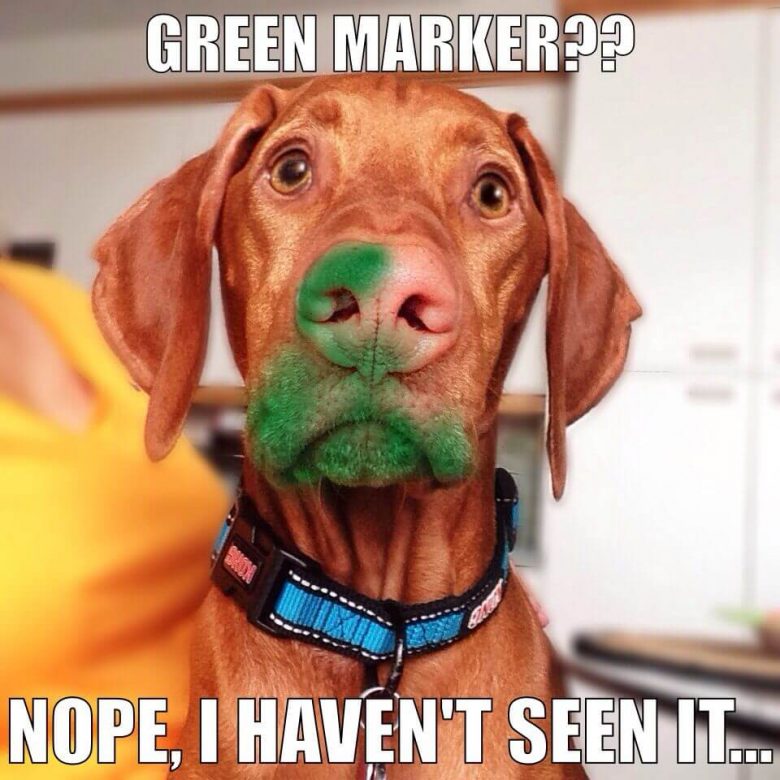15 Charming Vizsla Memes - The Dogman