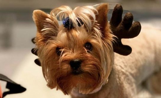 15 Best Halloween Costumes For Your Yorkie 2020 - The Dogman