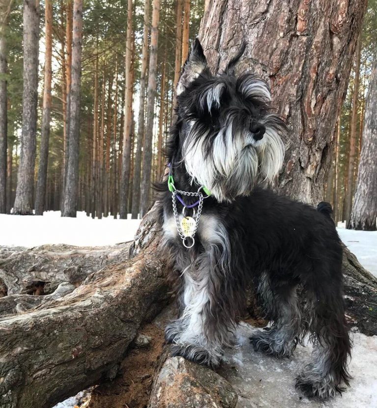 15 Surprising Facts You Didn’t Know About Schnauzers - The Dogman