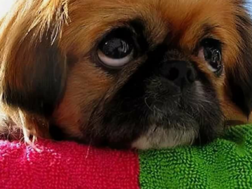 15 Best Pekingese Memes to Raise Your Mood - The Dogman