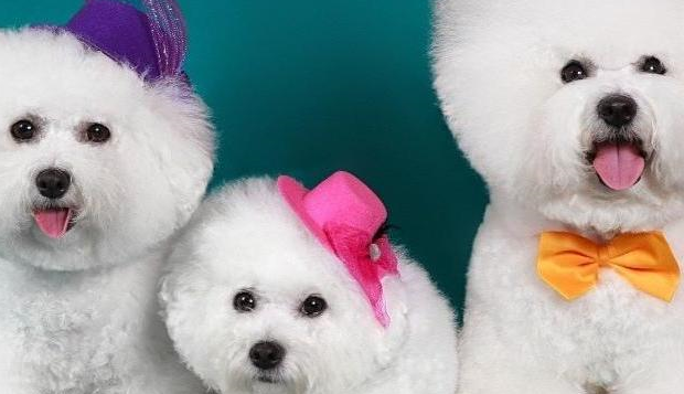 14 Pictures That Are Irrefutable Proof That Bichon Frise Funny Dogs ...